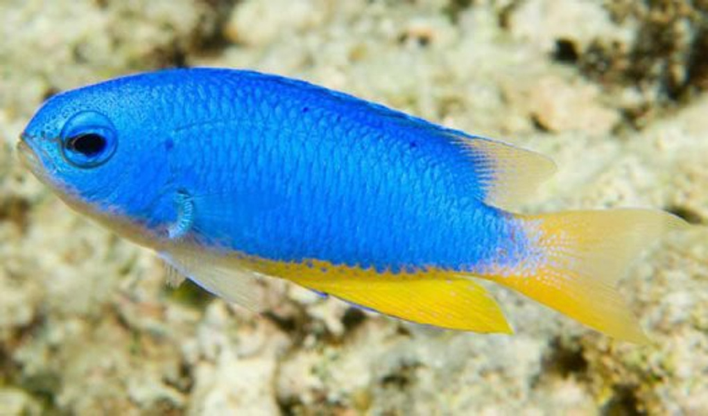 Yellow Belly Damsel - AQUA SENTINEL VENTURES SDN BHD