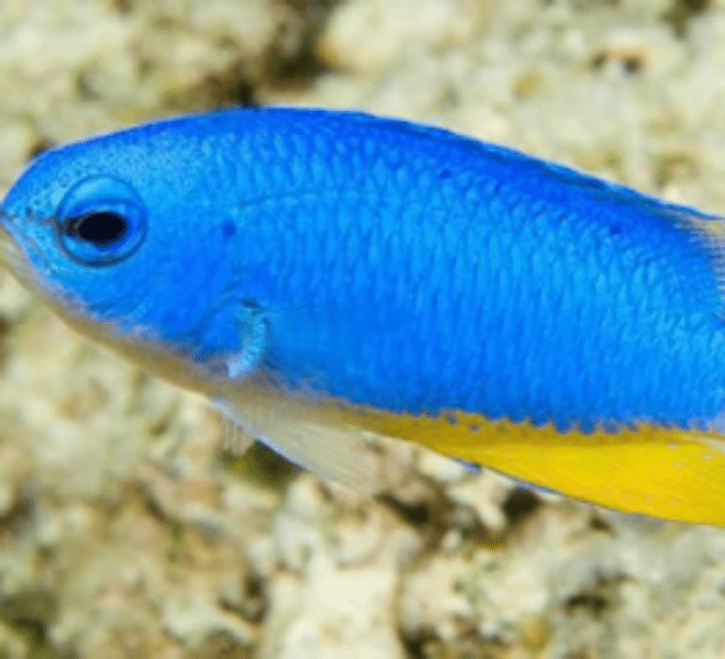 Yellow Belly Damsel - AQUA SENTINEL VENTURES SDN BHD