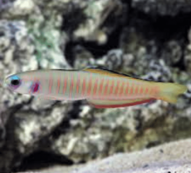 Chinese Zebra Bar Goby - AQUA SENTINEL VENTURES SDN BHD
