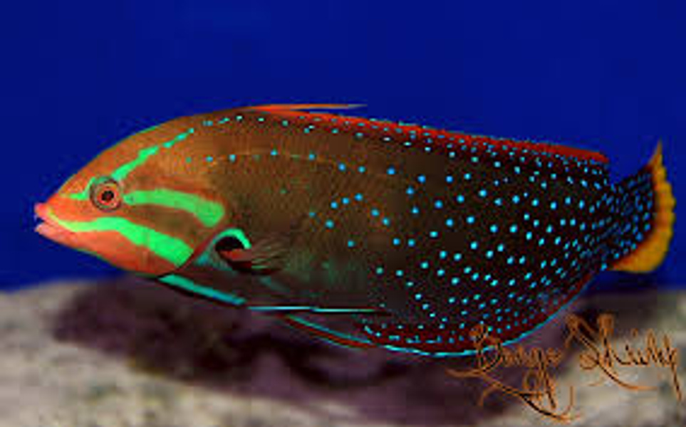Red coris wrasse adult - AQUA SENTINEL VENTURES SDN BHD