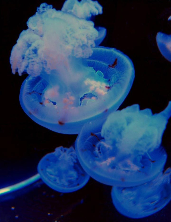 Red Cross Jellyfish /White Blubber - AQUA SENTINEL VENTURES SDN BHD
