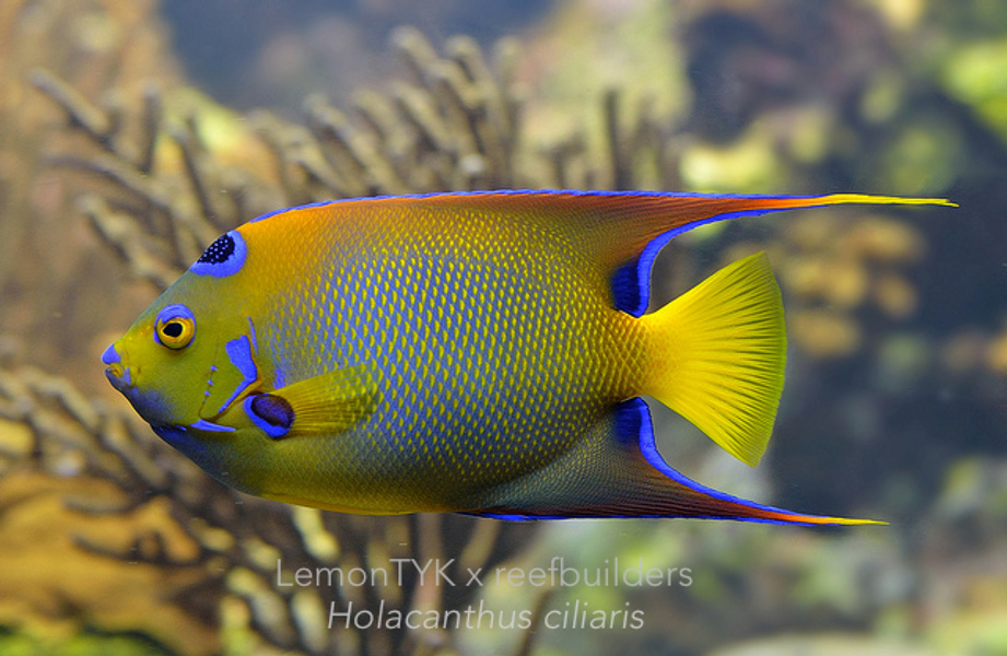 Queen Angelfish - AQUA SENTINEL VENTURES SDN BHD