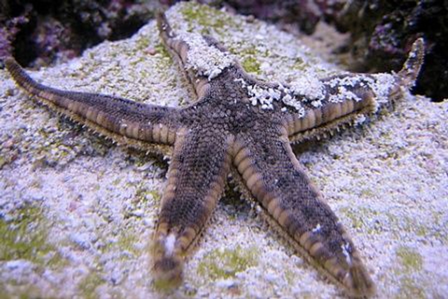 Sand Starfish - AQUA SENTINEL VENTURES SDN BHD