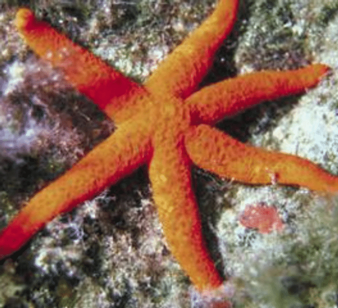 Six Legs Starfish - AQUA SENTINEL VENTURES SDN BHD