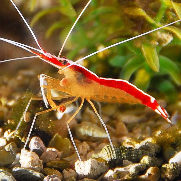 Orange Skunk Cleaner Shrimp - AQUA SENTINEL VENTURES SDN BHD