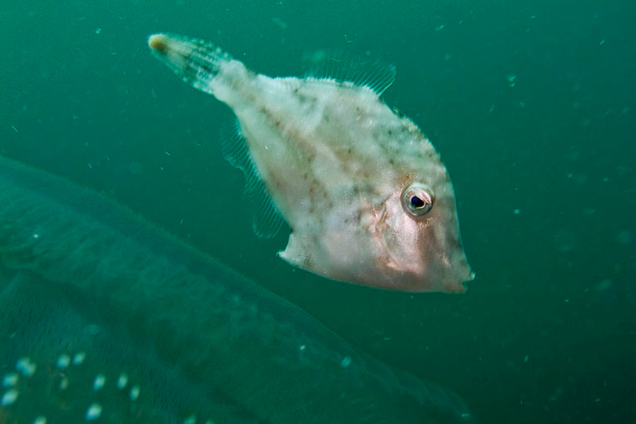 White bar File fish - AQUA SENTINEL VENTURES SDN BHD