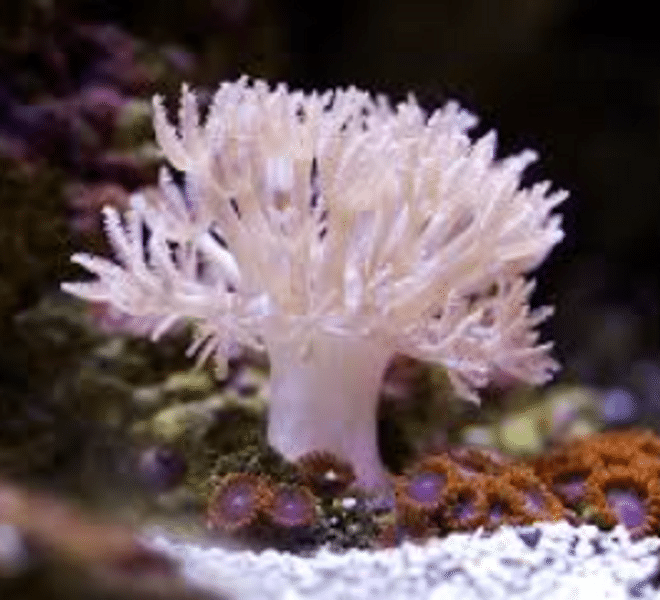 Xenia Coral - AQUA SENTINEL VENTURES SDN BHD