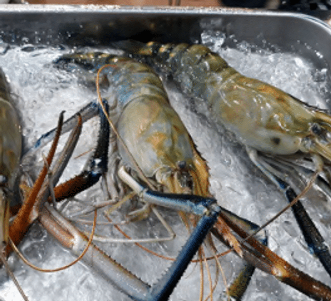 Giant Scampi with Roe / Udang Galah Besar (per pc) - e-Petani Malaysia