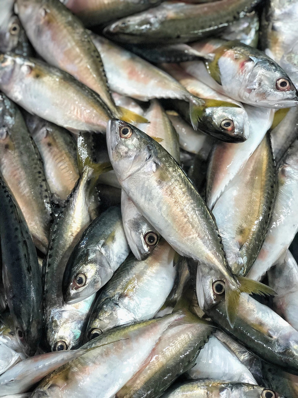 Kembong Fish 3kg - e-Petani Malaysia