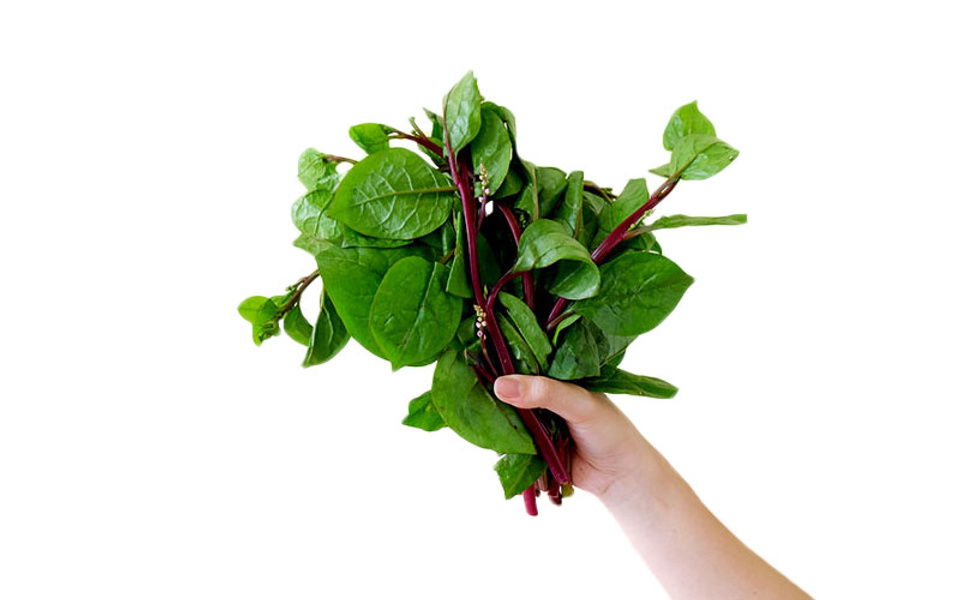 Alugbati Organic (250g) - EarthOrigins