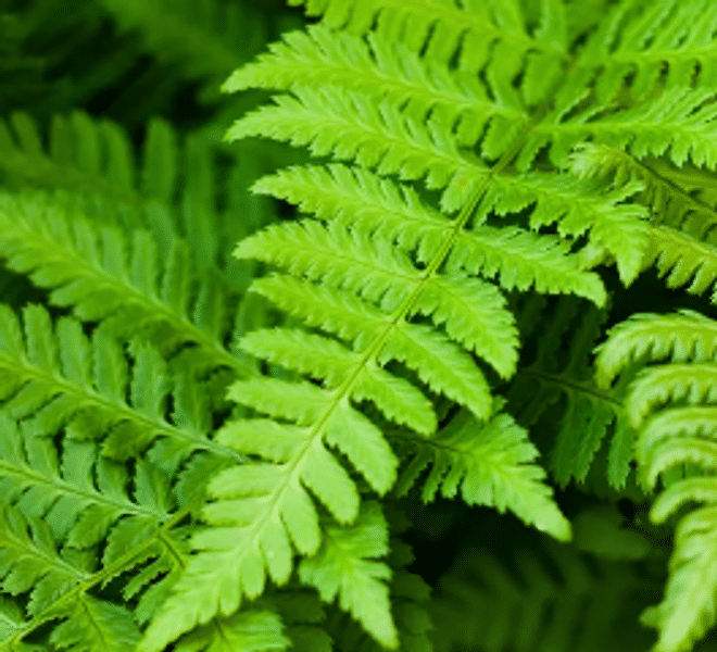 FERN LEAF - Sharna's Floral & Gifts