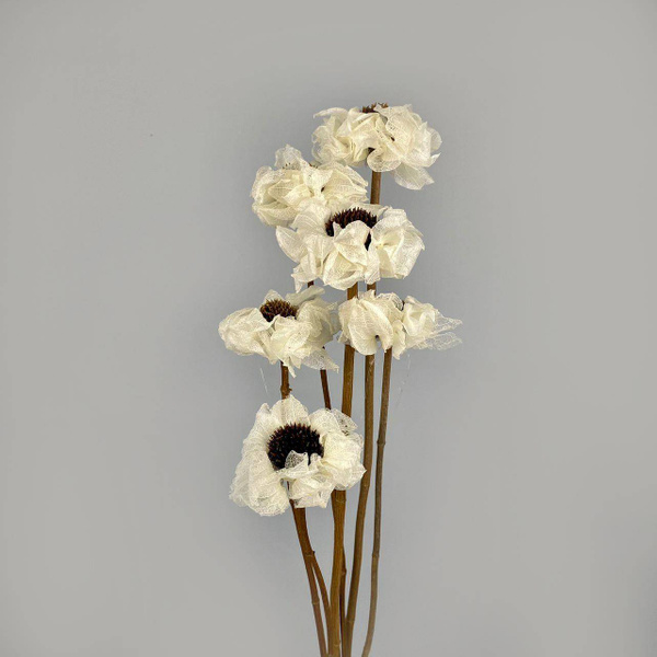 WHITE FU RONG HUA DRIED (PRESERVED) - Sharna's Floral & Gifts