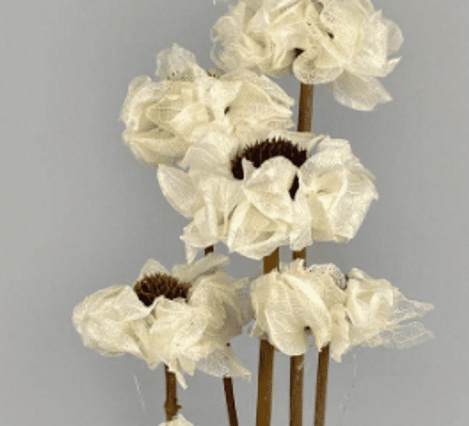 WHITE FU RONG HUA DRIED (PRESERVED) - Sharna's Floral & Gifts
